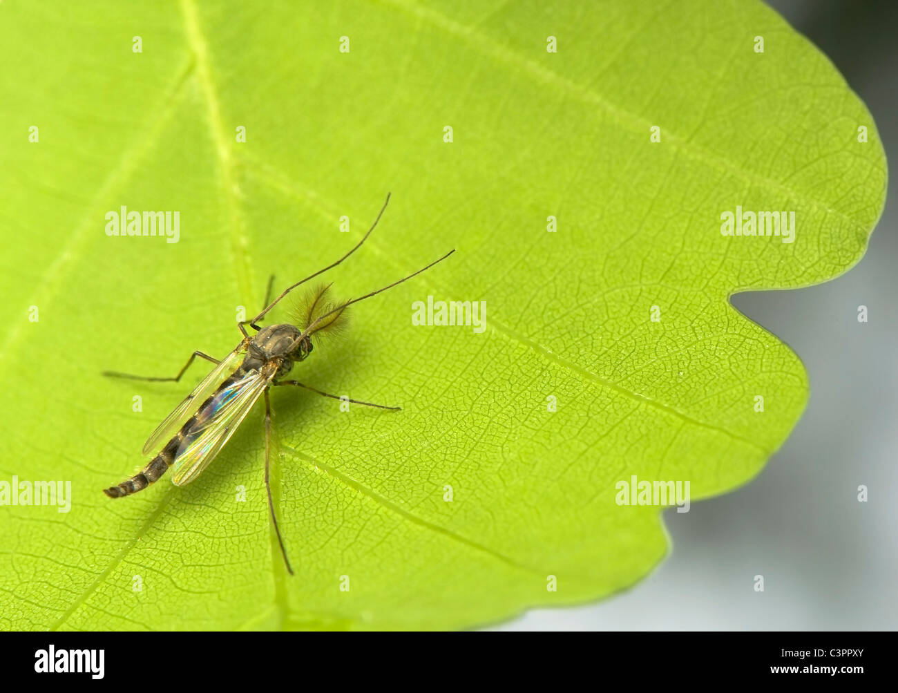 Malaria insect hi-res stock photography and images - Alamy