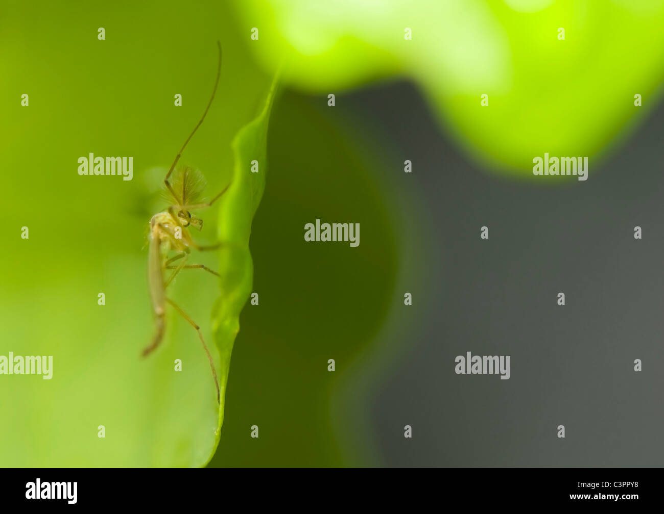 Malaria insect hi-res stock photography and images - Alamy