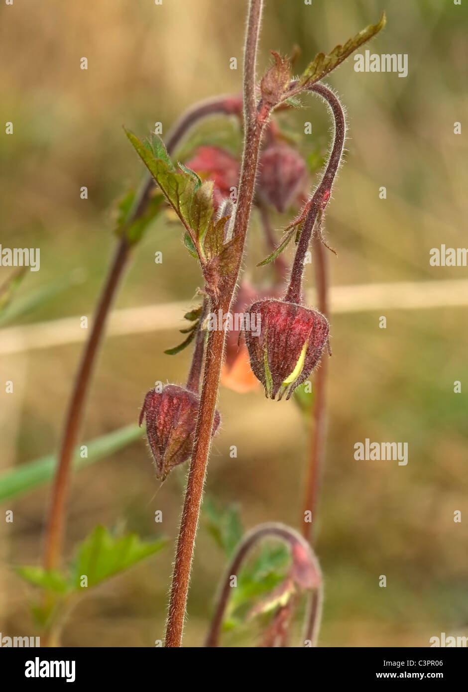 Evan bloom hi-res stock photography and images - Alamy