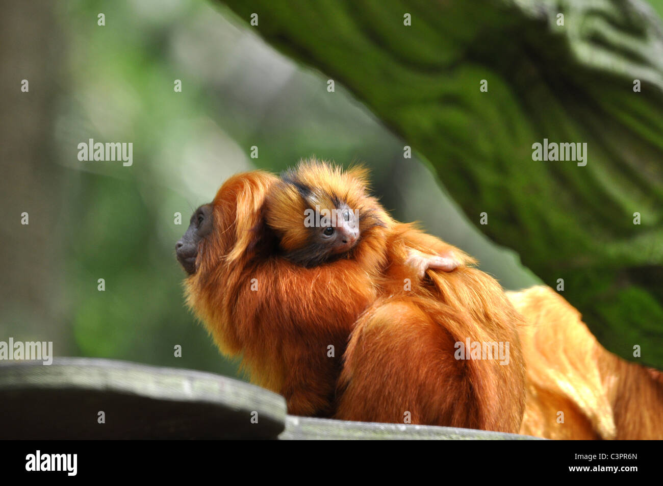 Golden Lion Tamarin Monkey High Resolution Stock Photography and Images ...