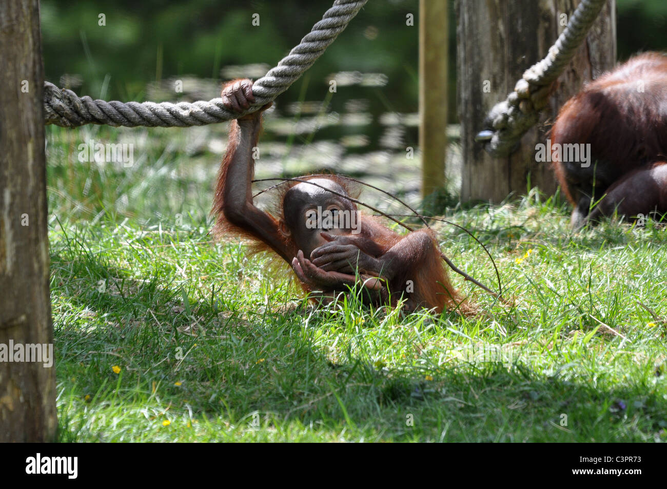Orangutan baby playing around in the zoo Stock Photo - Alamy