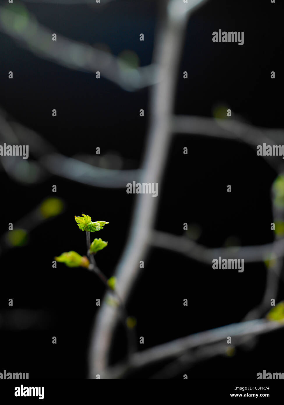 Sapling on branch against black background Stock Photo - Alamy
