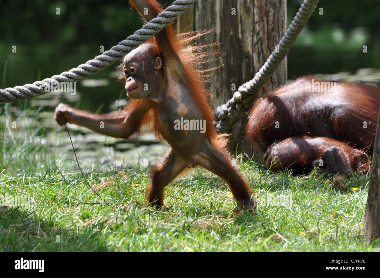 Orangutan baby playing around in the zoo Stock Photo - Alamy