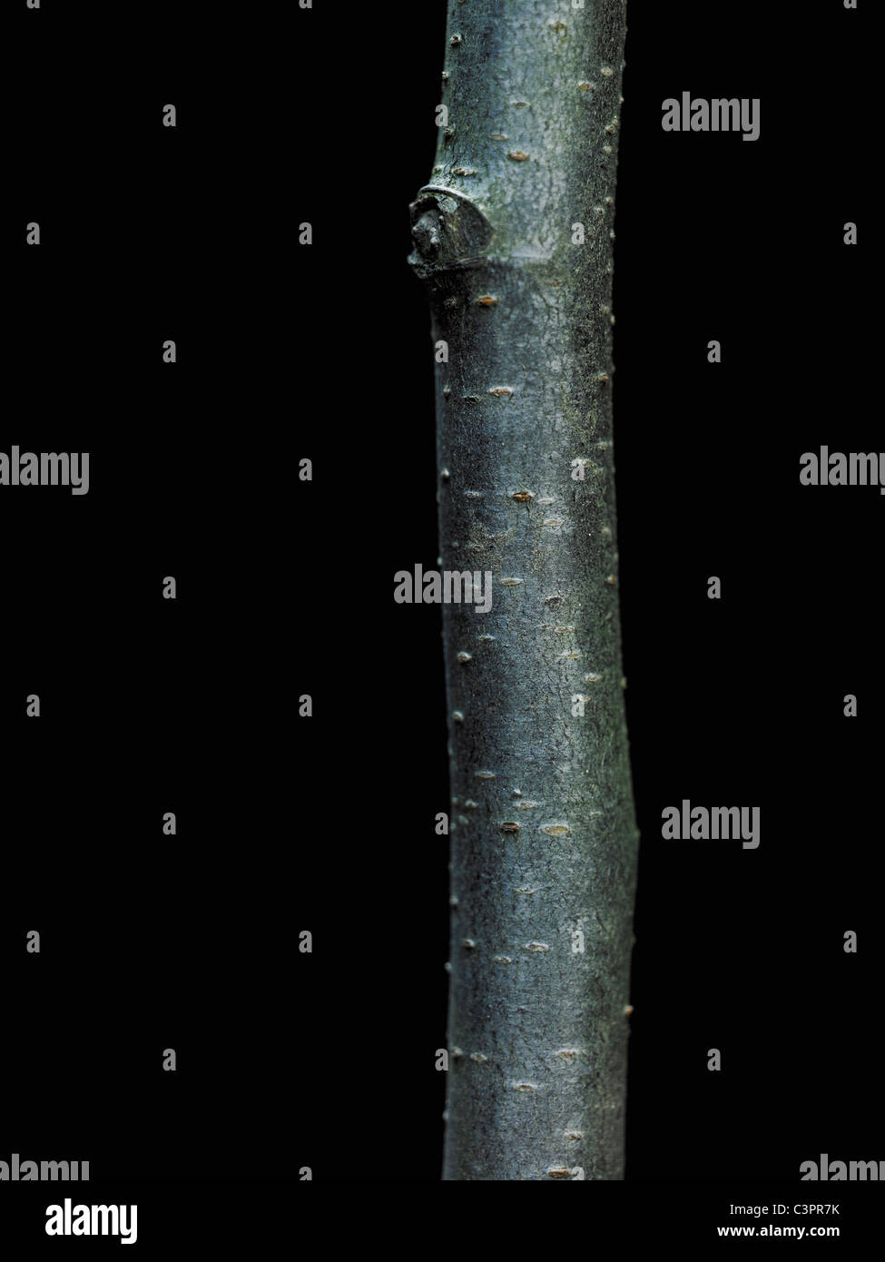 Tree plant branch black hi-res stock photography and images - Alamy