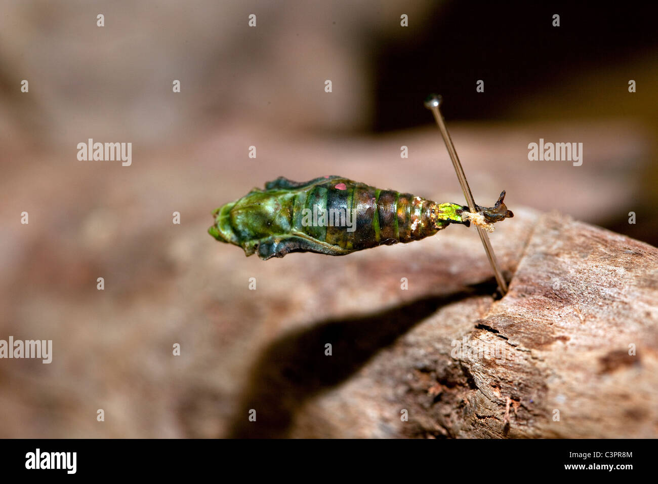 Chrysalis hi-res stock photography and images - Alamy