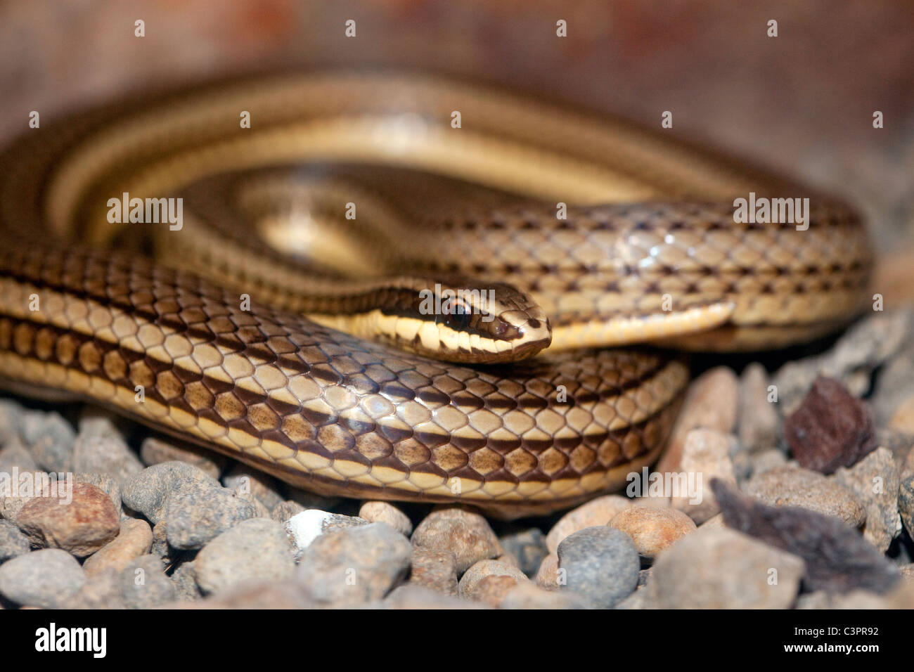 Road guarder hi-res stock photography and images - Alamy
