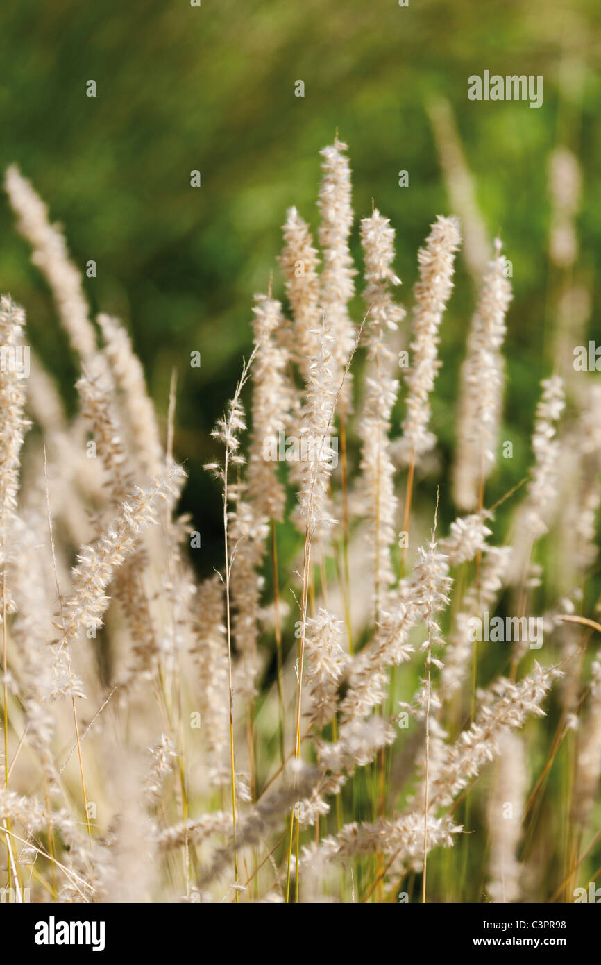 Melic grass hi-res stock photography and images - Alamy
