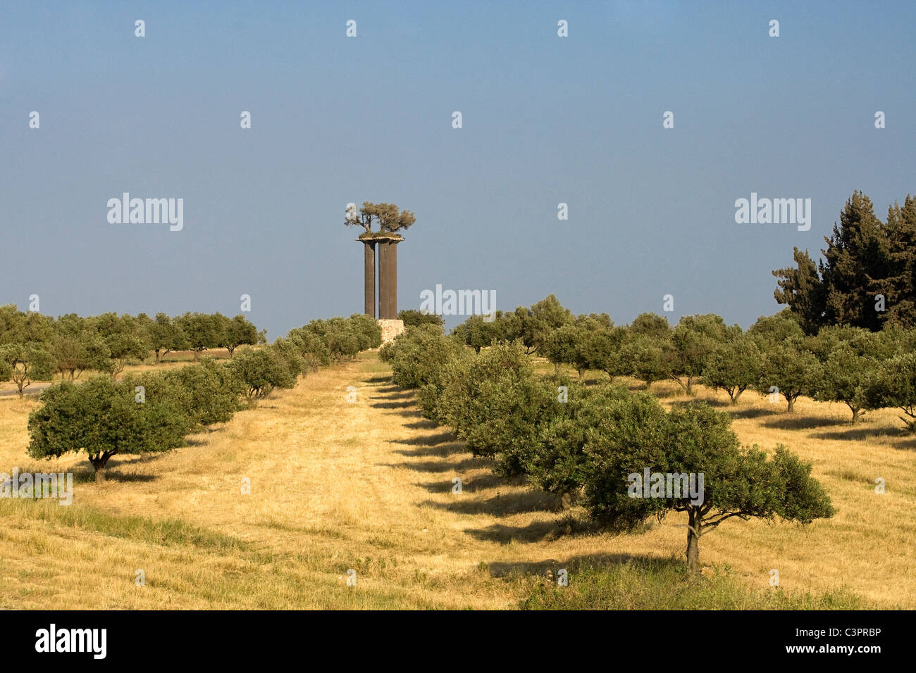 Olive trees hi-res stock photography and images - Alamy