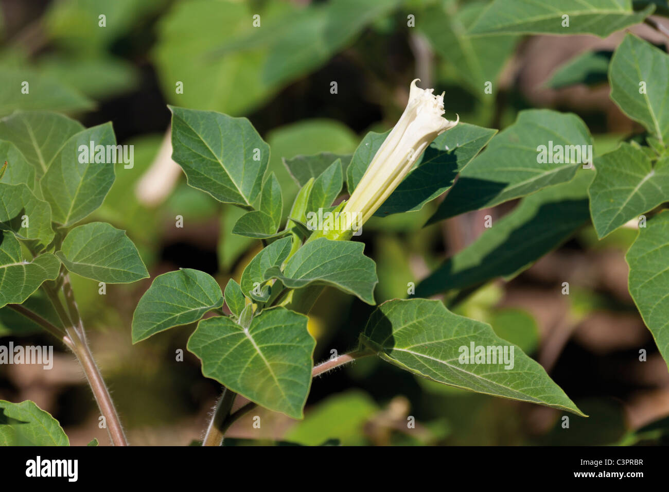 Jimson weed hi-res stock photography and images - Alamy