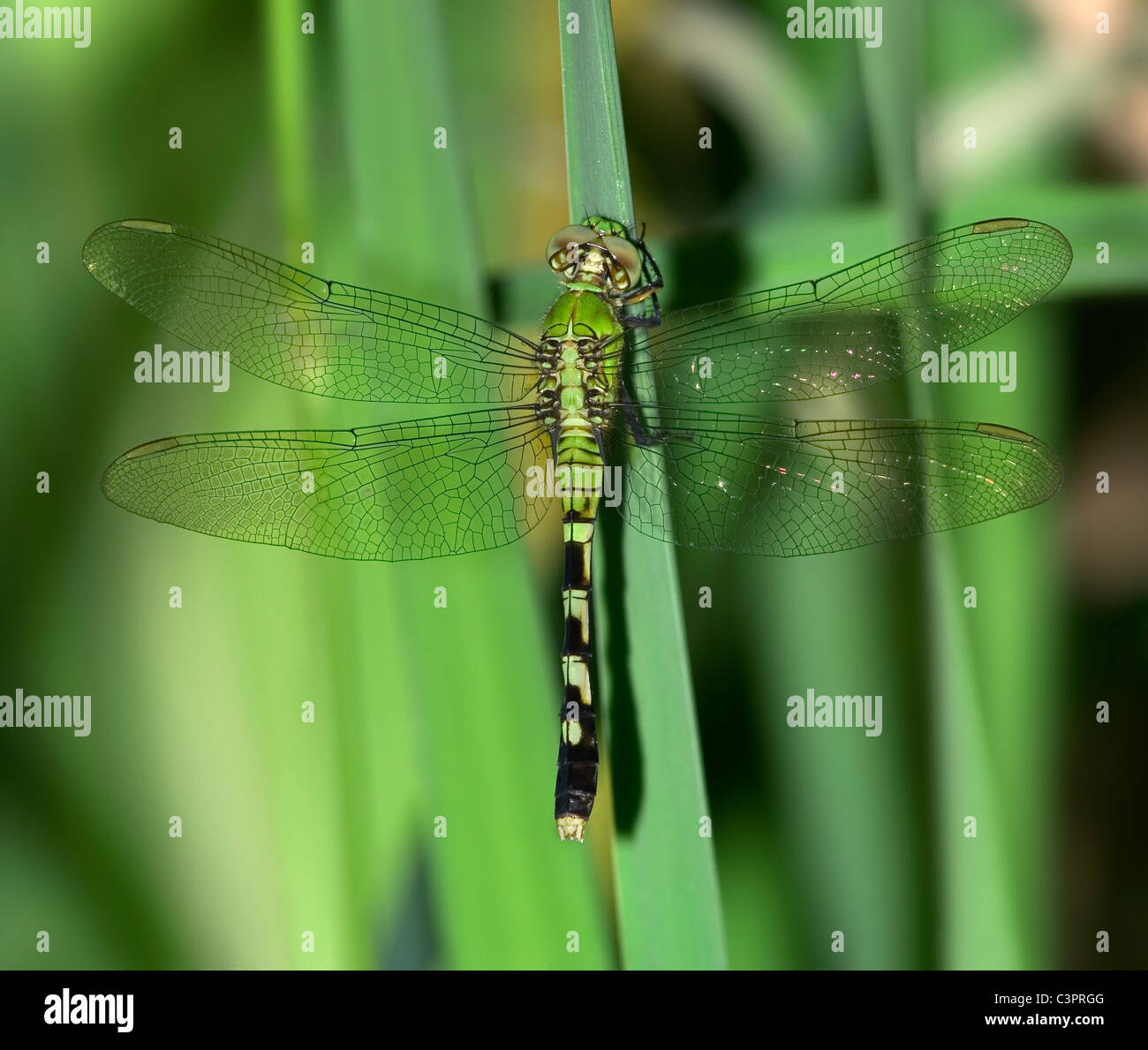 Dragonfly, Eastern Pondhawk, Erythemis simplicicollis, Southwestern ...