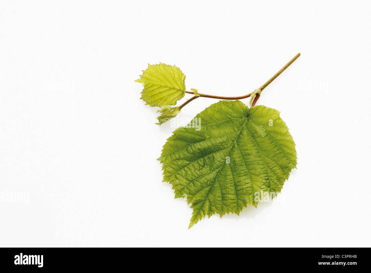 Hazel leaf on white background Stock Photo - Alamy