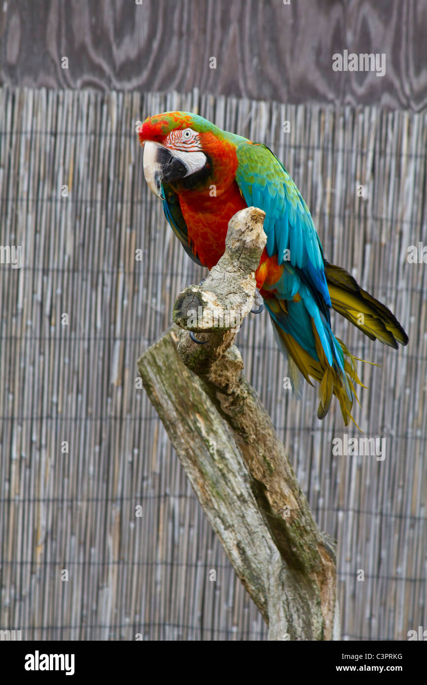 Who can resist the gorgeous looking colourful parrot Stock Photo - Alamy