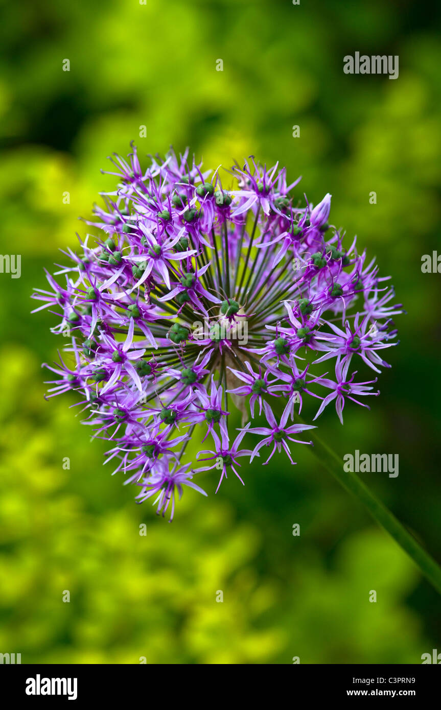 A photograph of an Allium Christophii Stock Photo - Alamy