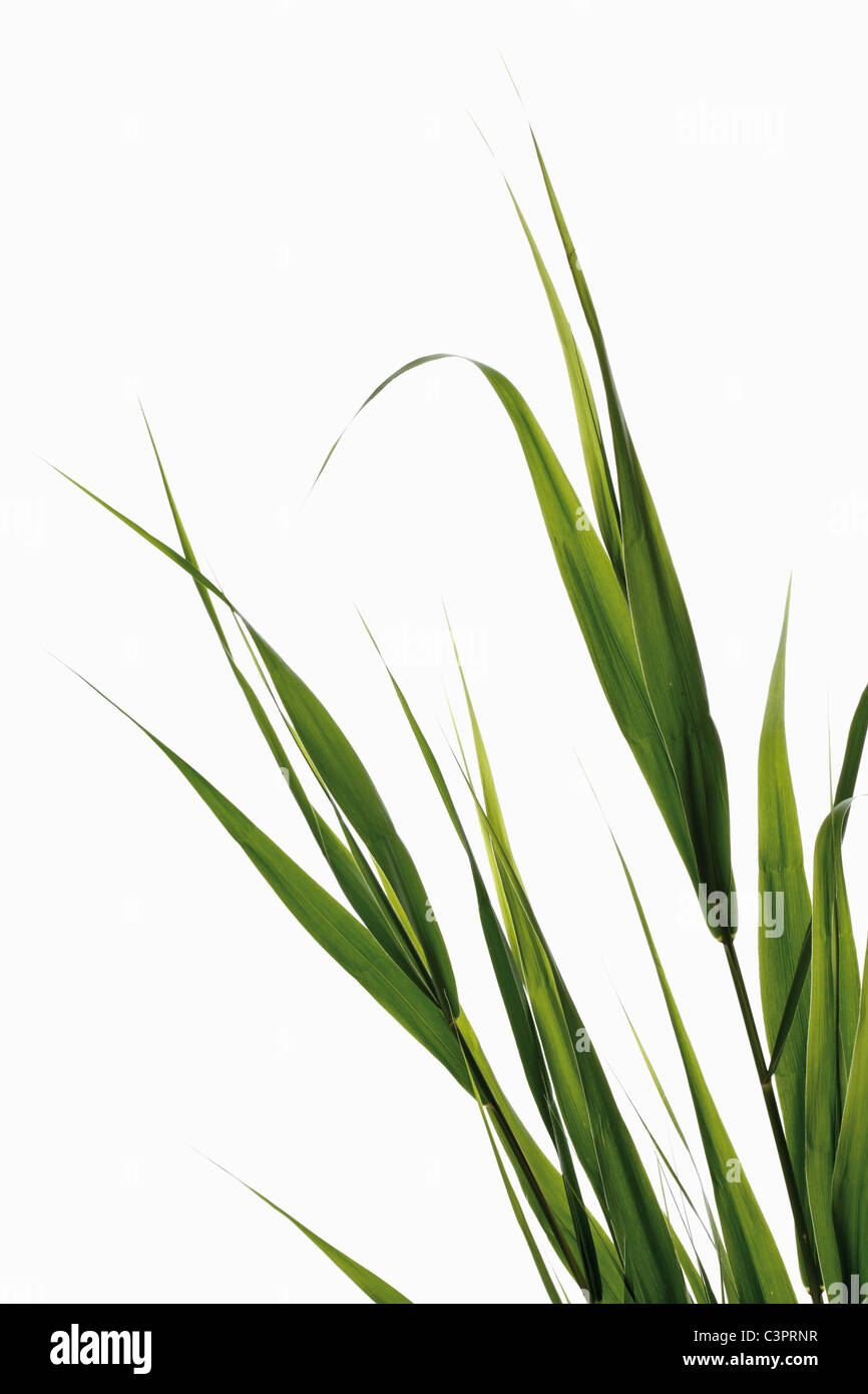Reeds against white background Stock Photo - Alamy
