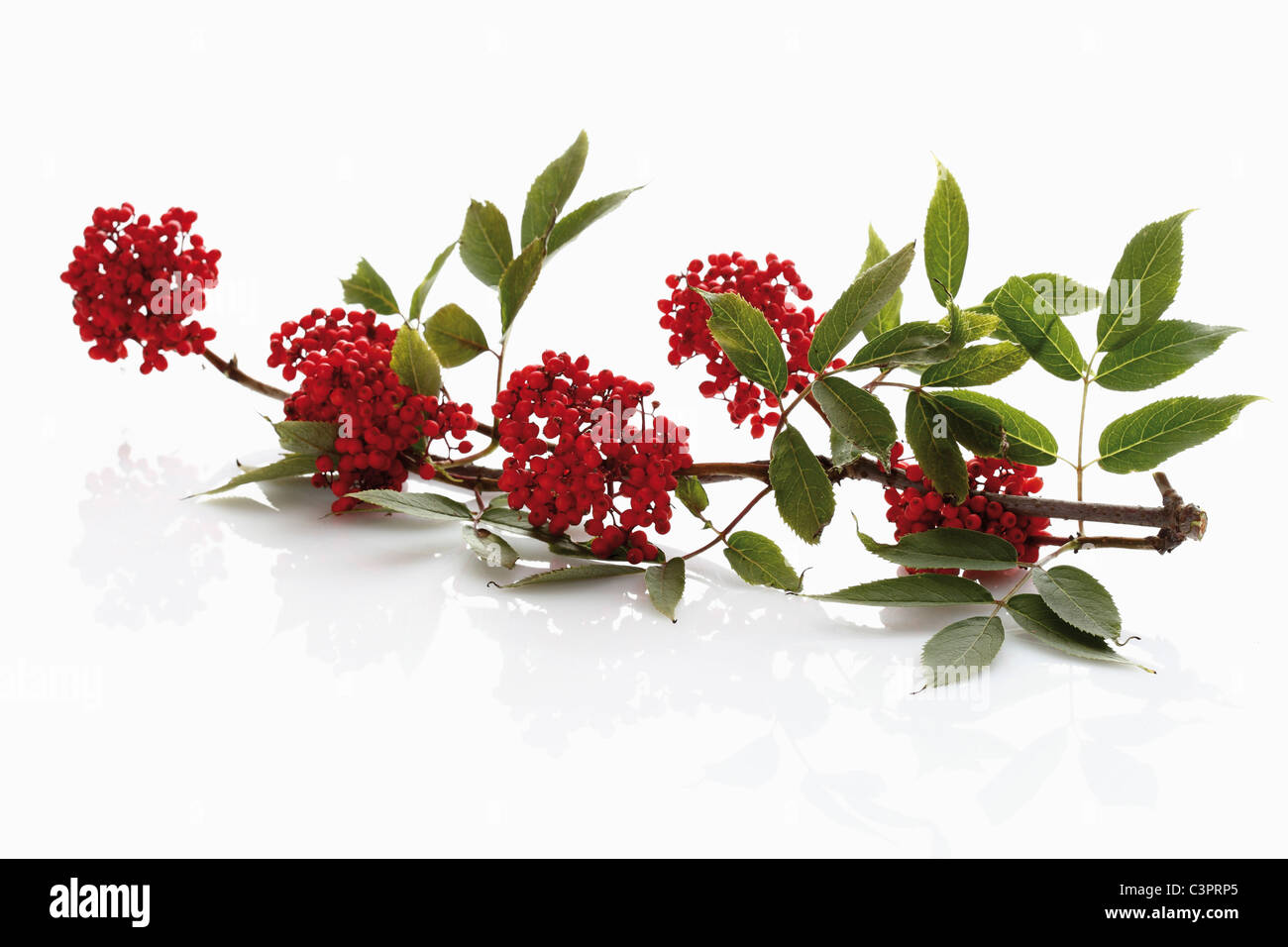 European red elder on white background Stock Photo - Alamy