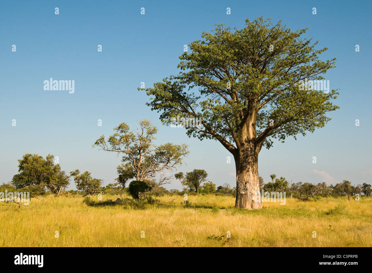 Baobab tree near the Savute Channel, Botswana Stock Photo - Alamy
