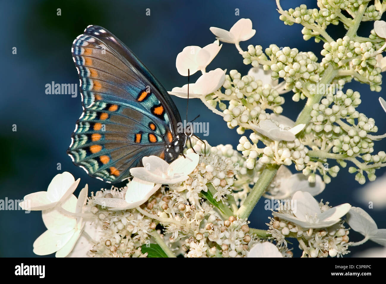 A Beautiful Butterfly, The Red-Spotted Purple In Profile View ...