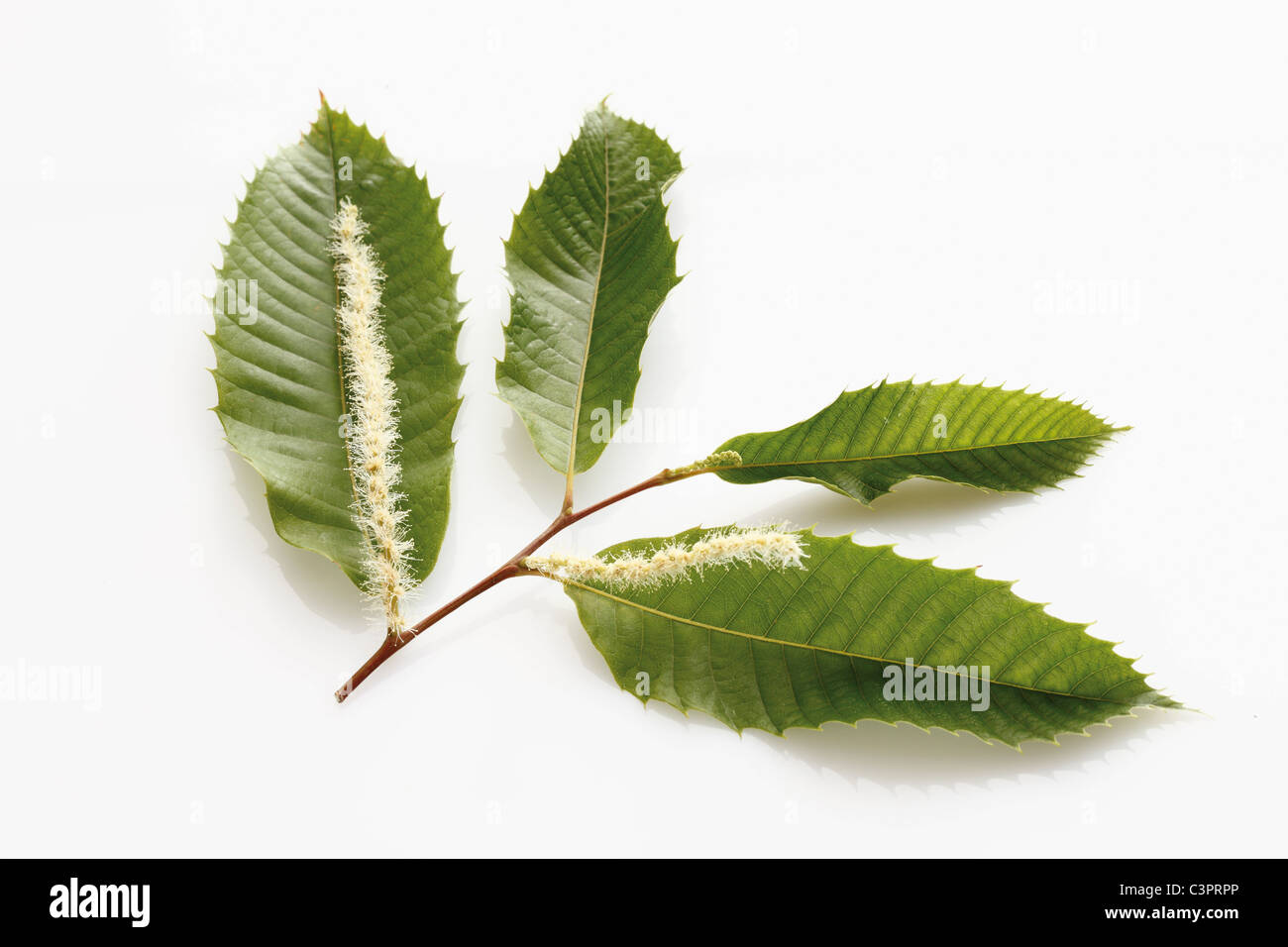Chestnut vein hi-res stock photography and images - Alamy