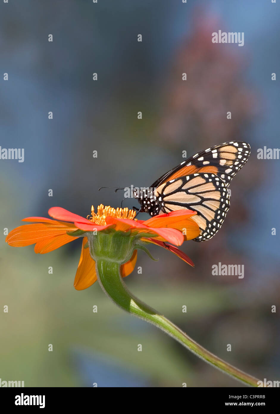 A Monarch Butterfly On A Red Flower With A Colorful Background, Danaus ...