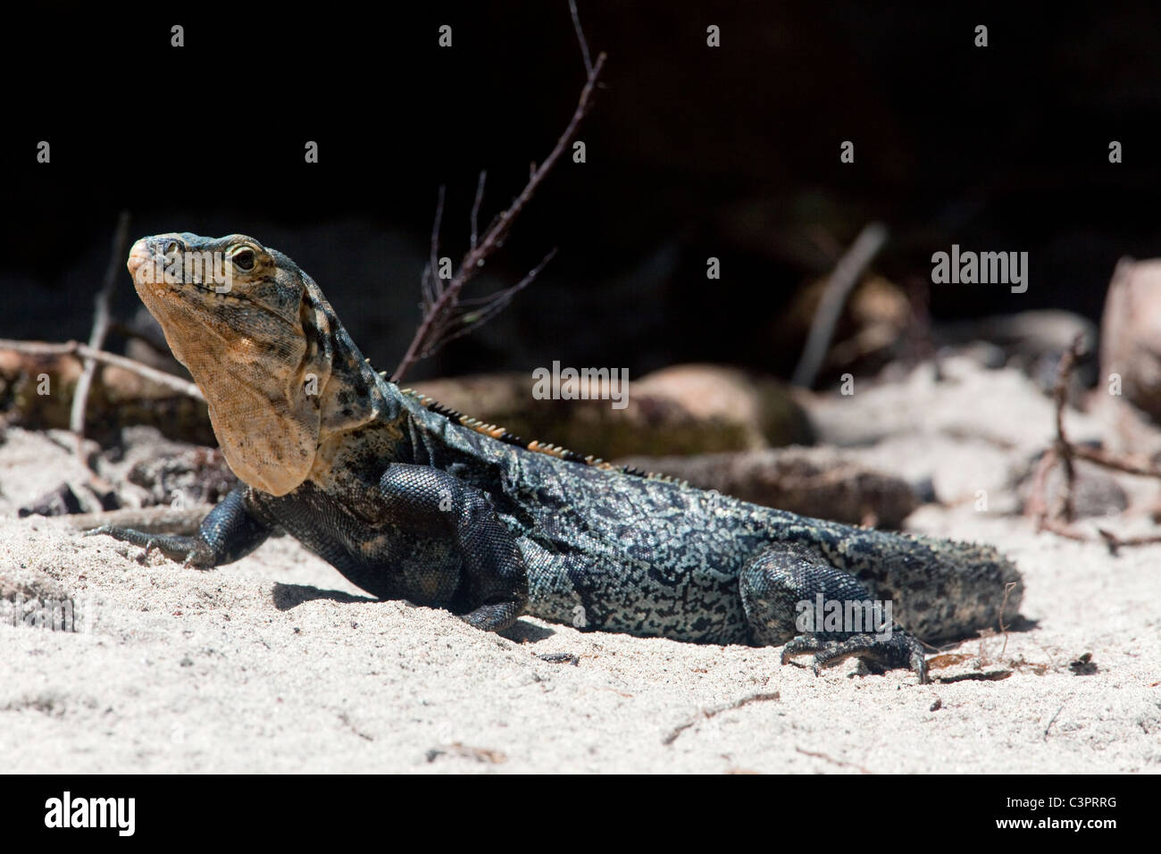 A spiny-tailed iguana(Ctenosaura similis) in Belize Stock Photo - Alamy