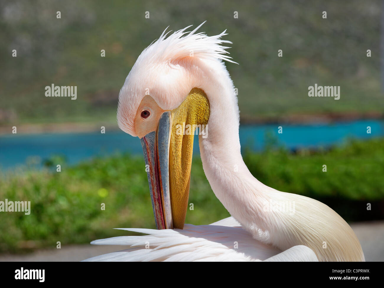 Great white pelican (Pelecanus onocrotalus) . Pelican is ancient symbol ...