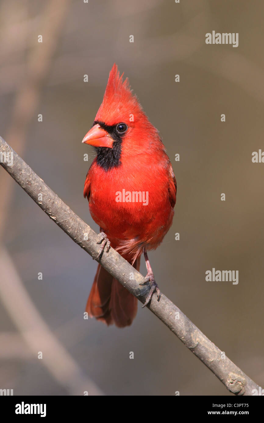 A Red Bird, The Northern Cardinal Male, Cardinalis cardinalis, Posing ...