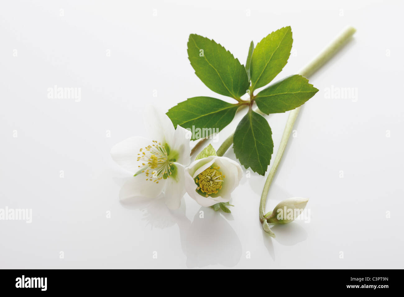 Christmas rose on white background Stock Photo - Alamy