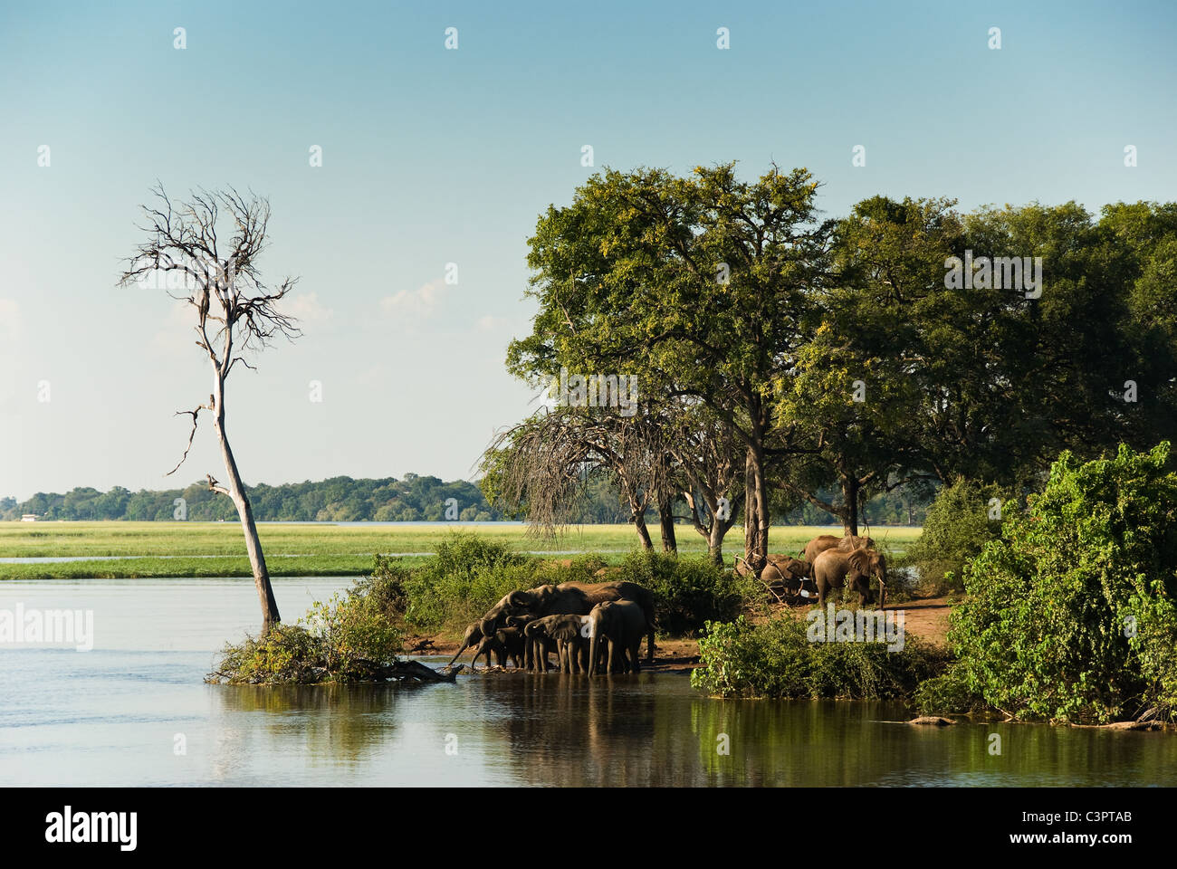 Elephants river edge hi-res stock photography and images - Alamy