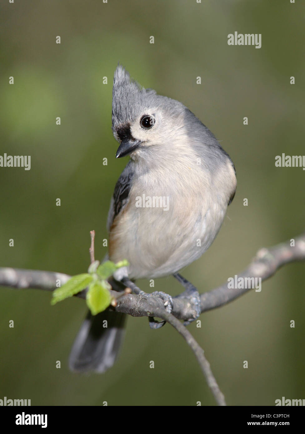 A Small Cute Bird, The Tufted Titmouse Striking A Curious Pose, Parus ...