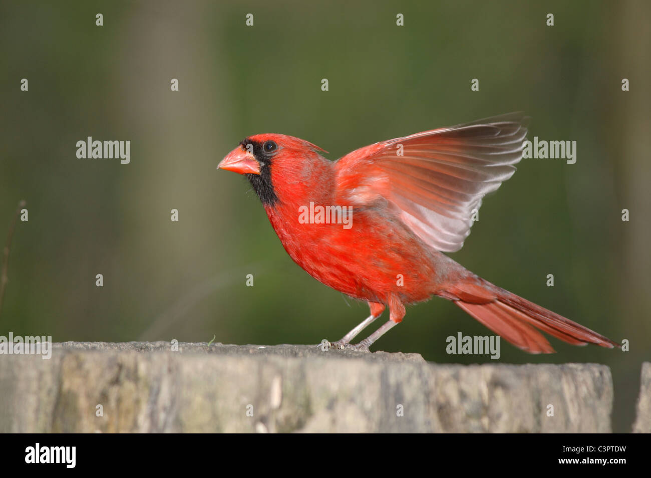 A Red Bird, The Northern Cardinal Male,Taking Flight, Cardinalis ...