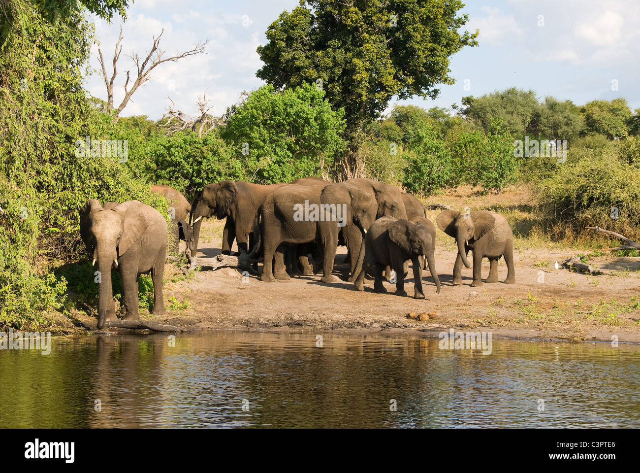 Elephants in chobe river hi-res stock photography and images - Alamy