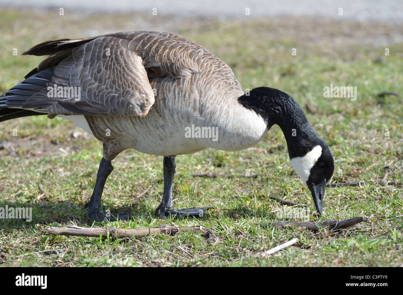 Canada goose eating hi-res stock photography and images - Alamy