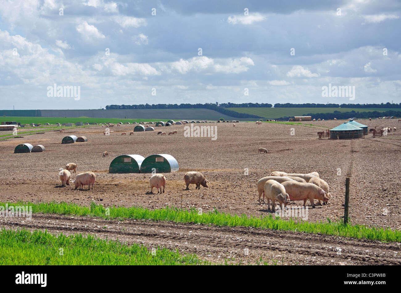 Pig farm wiltshire hi-res stock photography and images - Alamy