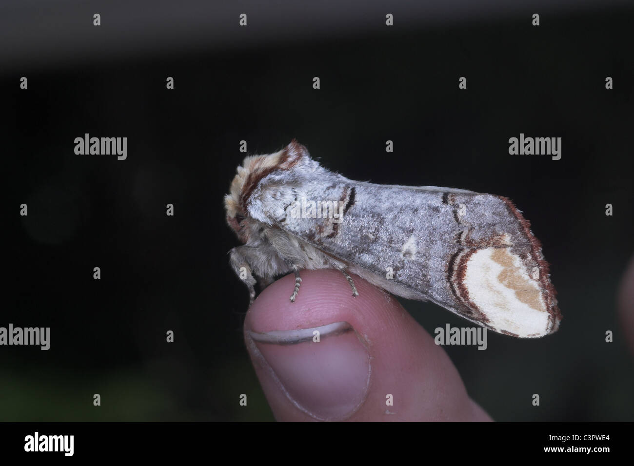 Buff-Tip Moth Phalera bucephala on childs finger. UK Stock Photo - Alamy
