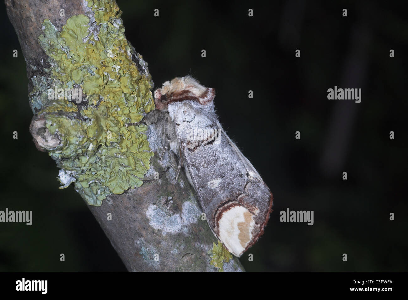 Camouflaged As Twig High Resolution Stock Photography and Images - Alamy