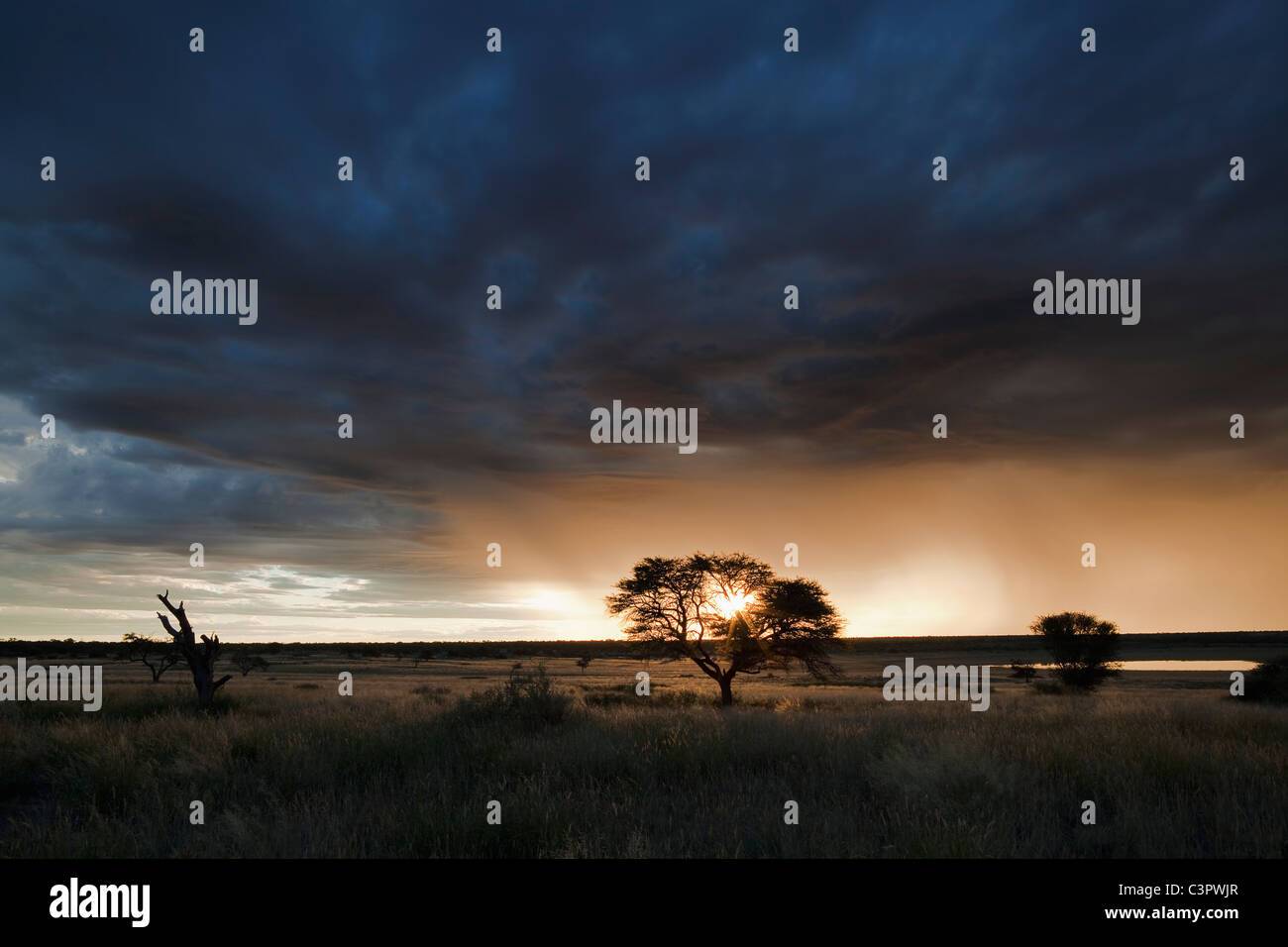 Mabuasehube game reserve hi-res stock photography and images - Alamy