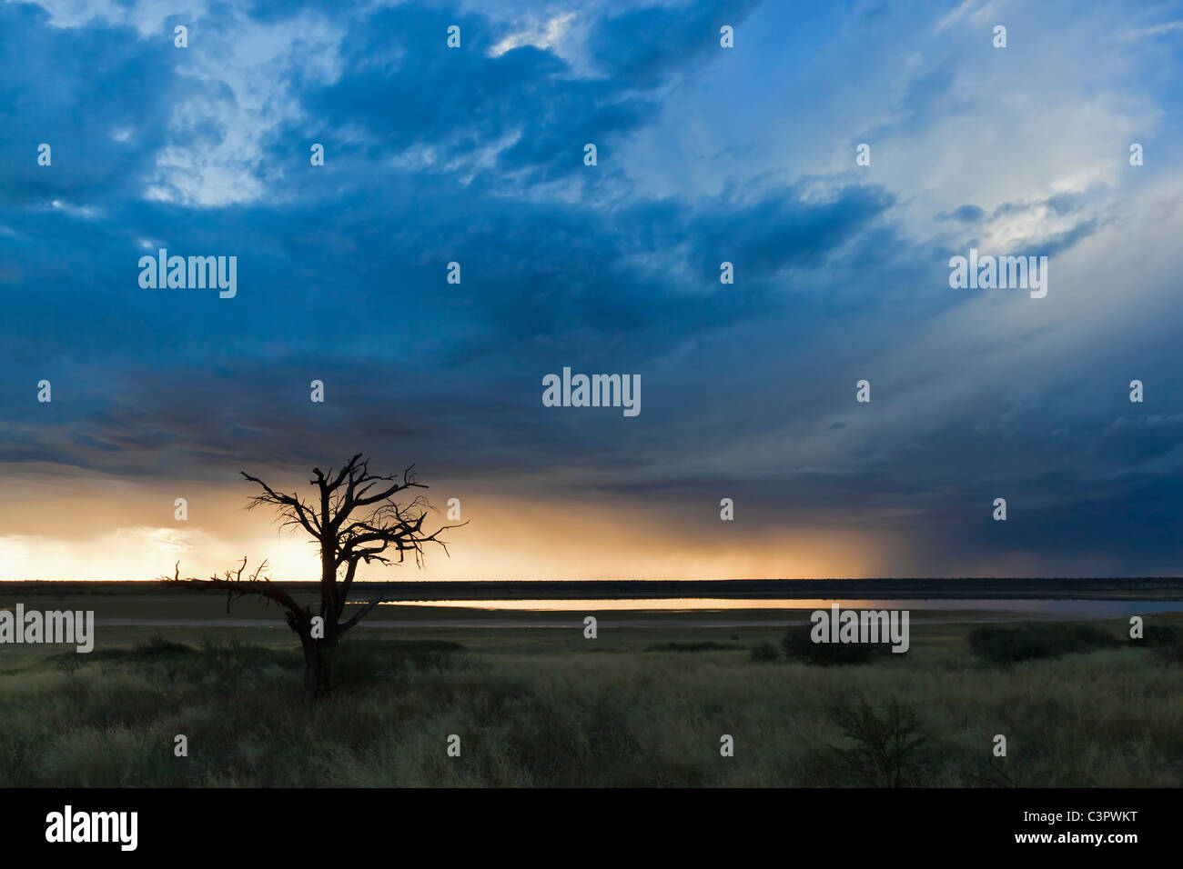 Africa, Botswana, Mabuasehube, View of bare tree at Mabuasehube Pan ...