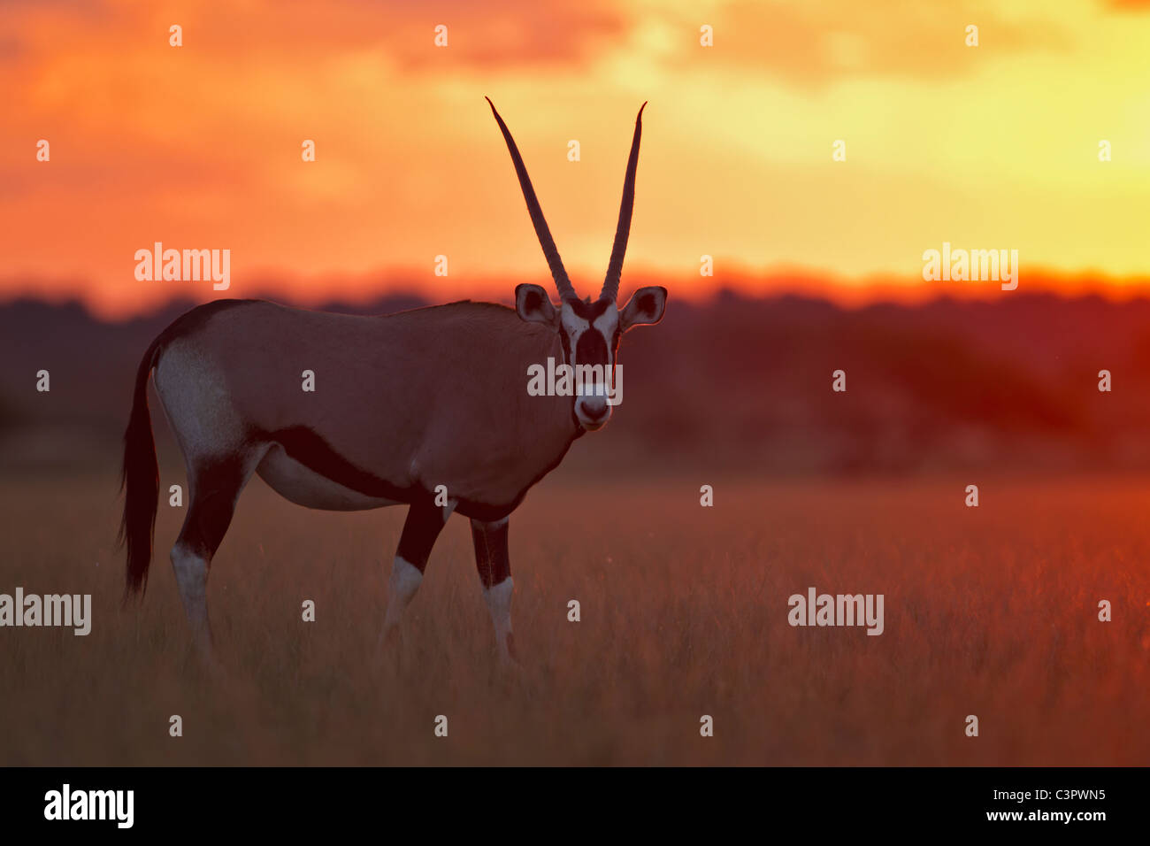 Africa botswana gemsbok in central hi-res stock photography and images ...