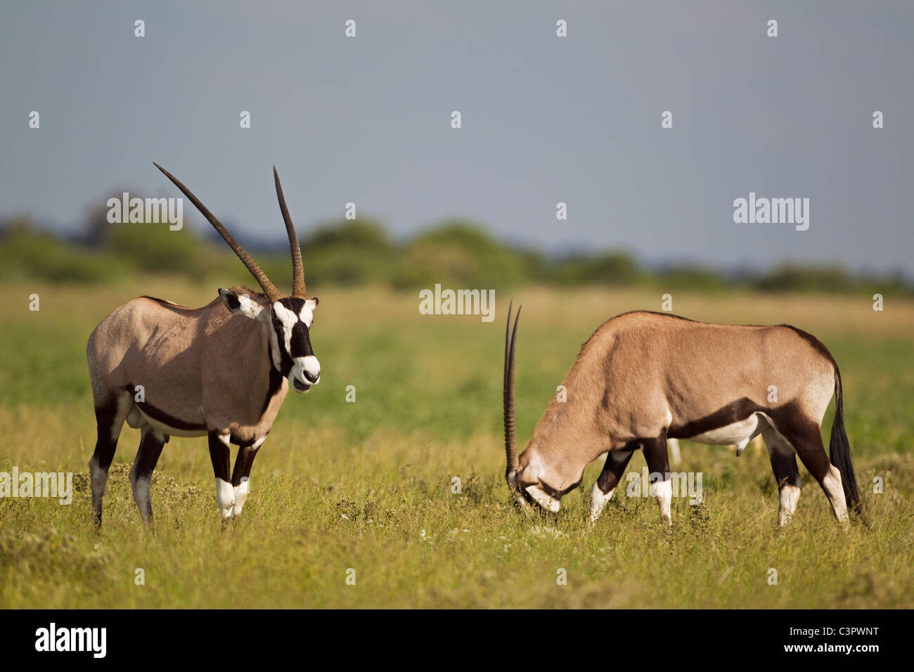 Africa botswana gemsbok in central hi-res stock photography and images ...