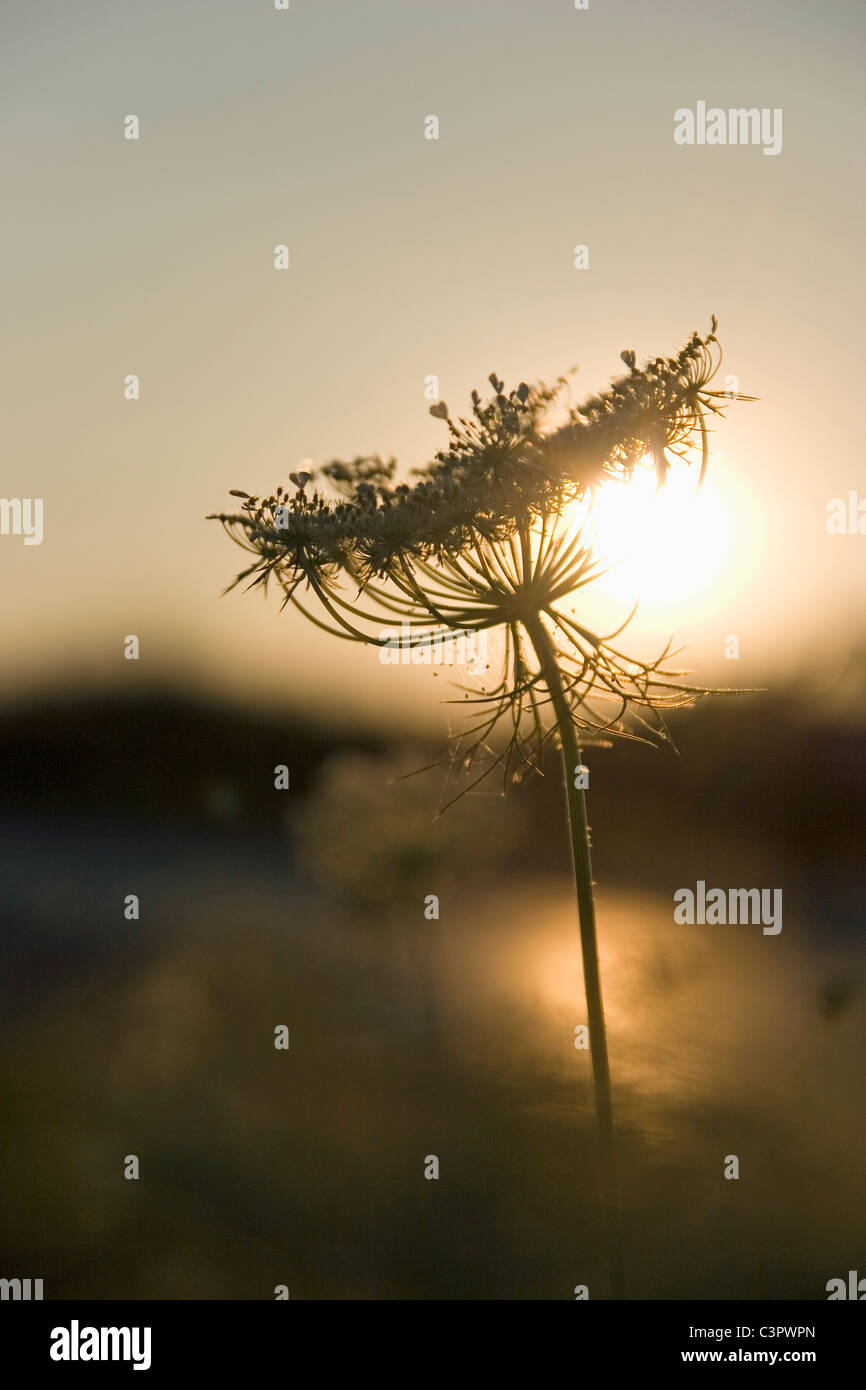 Back light flower hi-res stock photography and images - Alamy