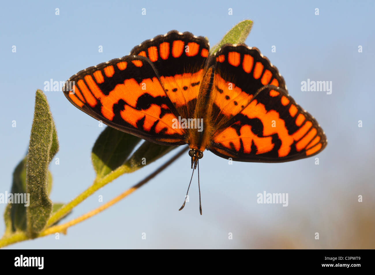 Butterfly wildlife africa hi-res stock photography and images - Alamy