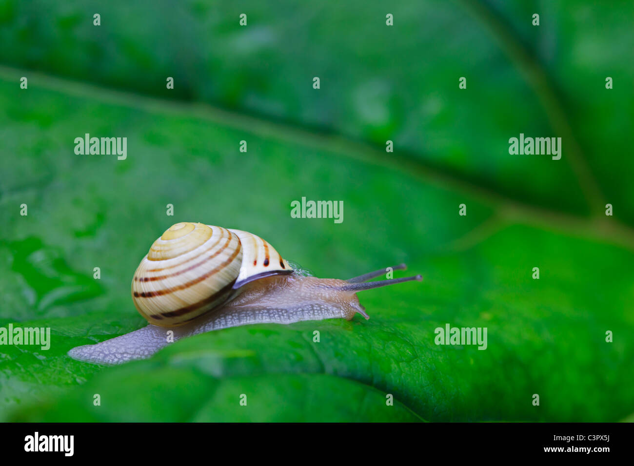 Banded grove snail hi-res stock photography and images - Alamy