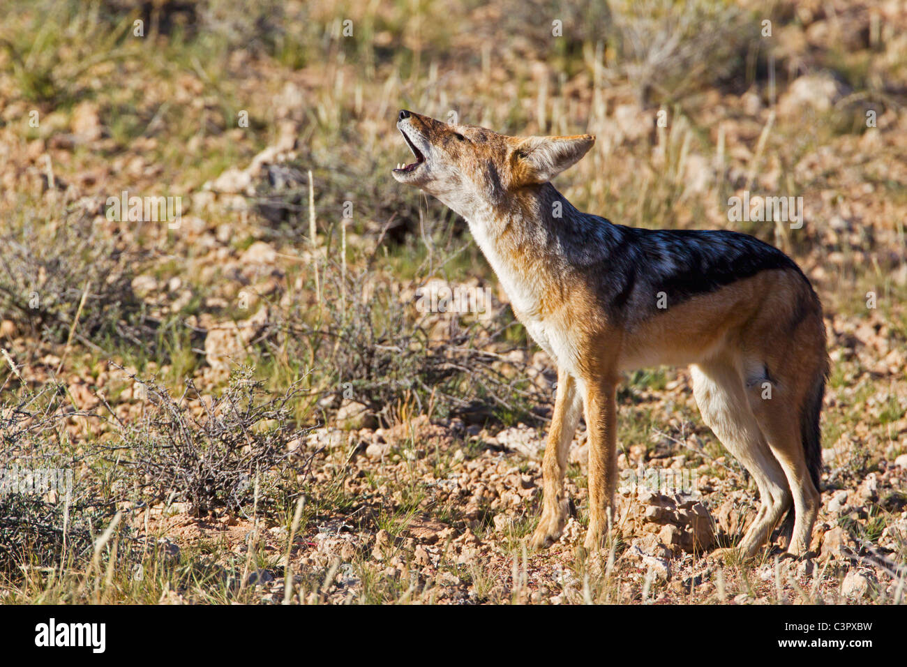 Howling jackal hi-res stock photography and images - Alamy