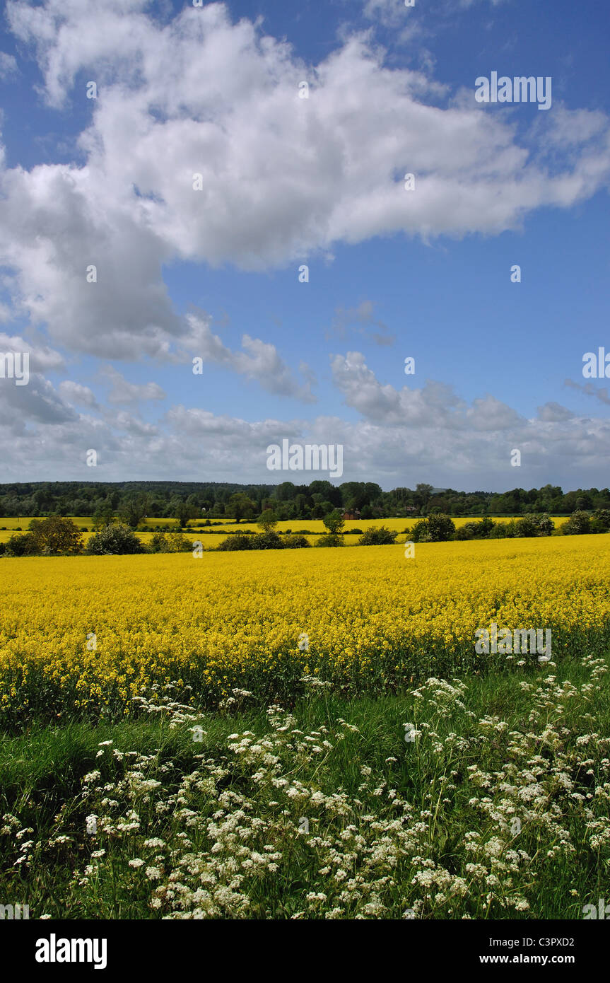 Field of rape, near Warminster, Wiltshire, England, United Kingdom ...