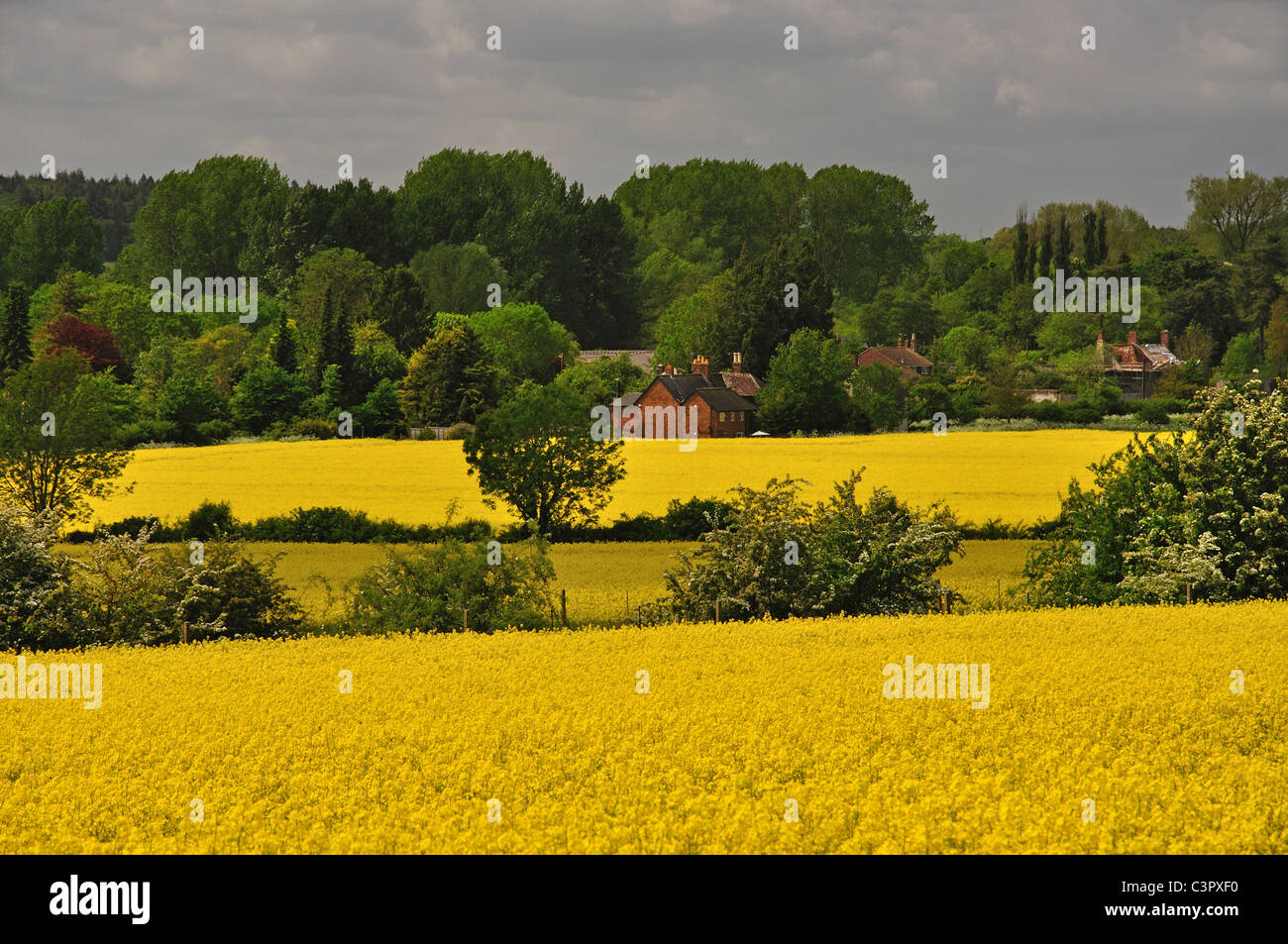 Field of rape, near Warminster, Wiltshire, England, United Kingdom ...