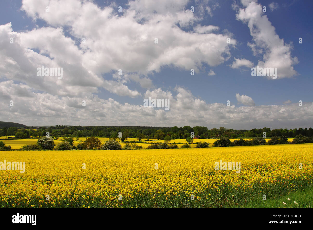 Field of rape, near Warminster, Wiltshire, England, United Kingdom ...