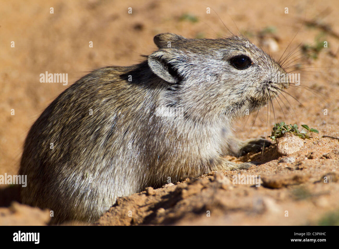 Africa, Botswana, South Africa, Kalahari, Brant's whistling rat in ...