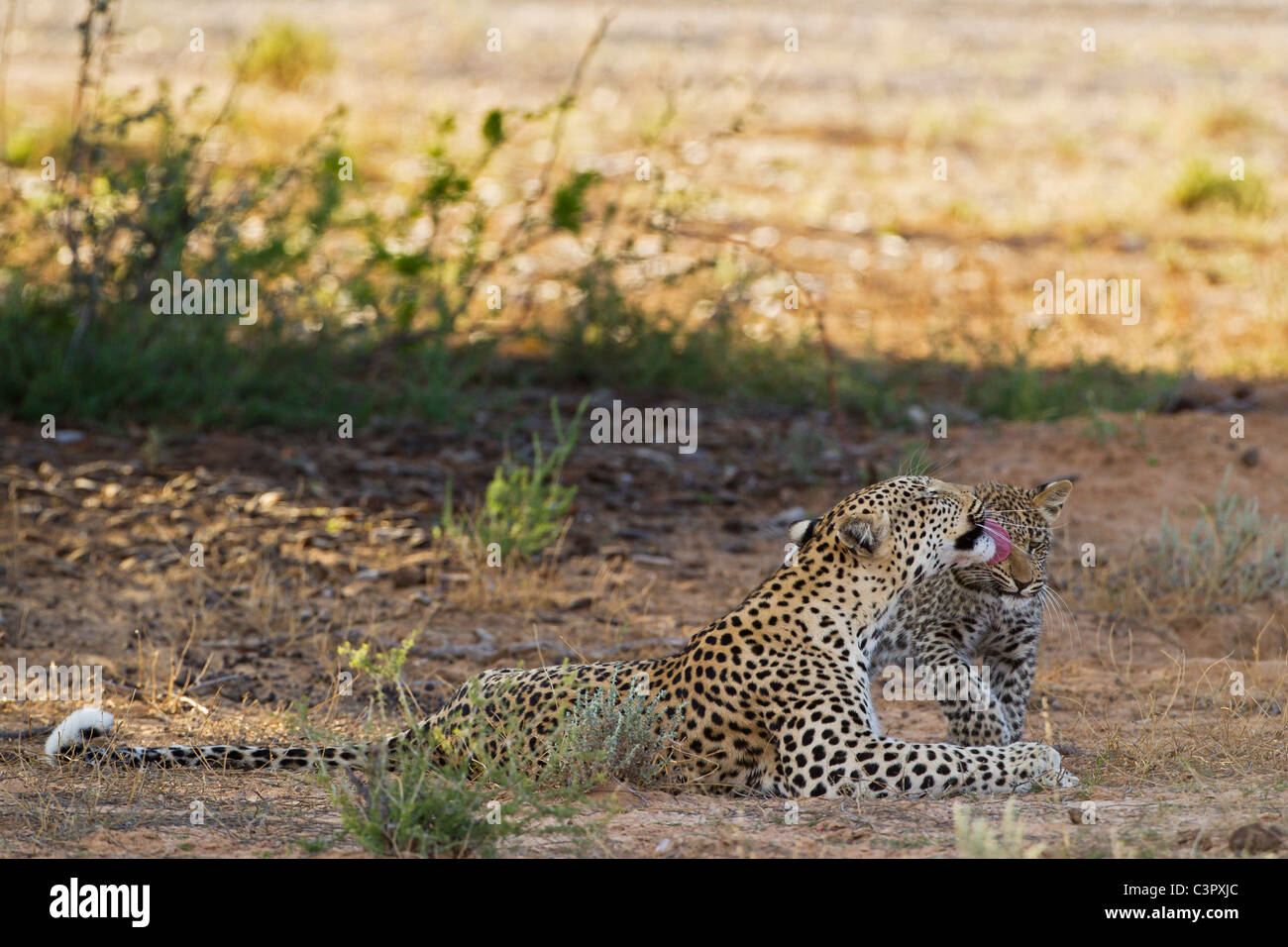 Africa, Botswana, South Africa, Kalahari, Leopard with her cub in ...