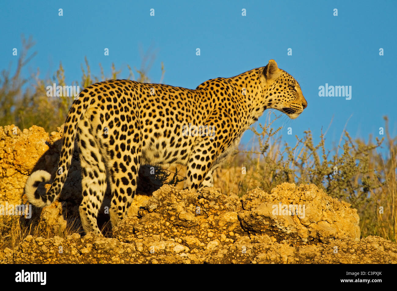 Africa, Botswana, South Africa, Kalahari, Leopard in kgalagadi ...