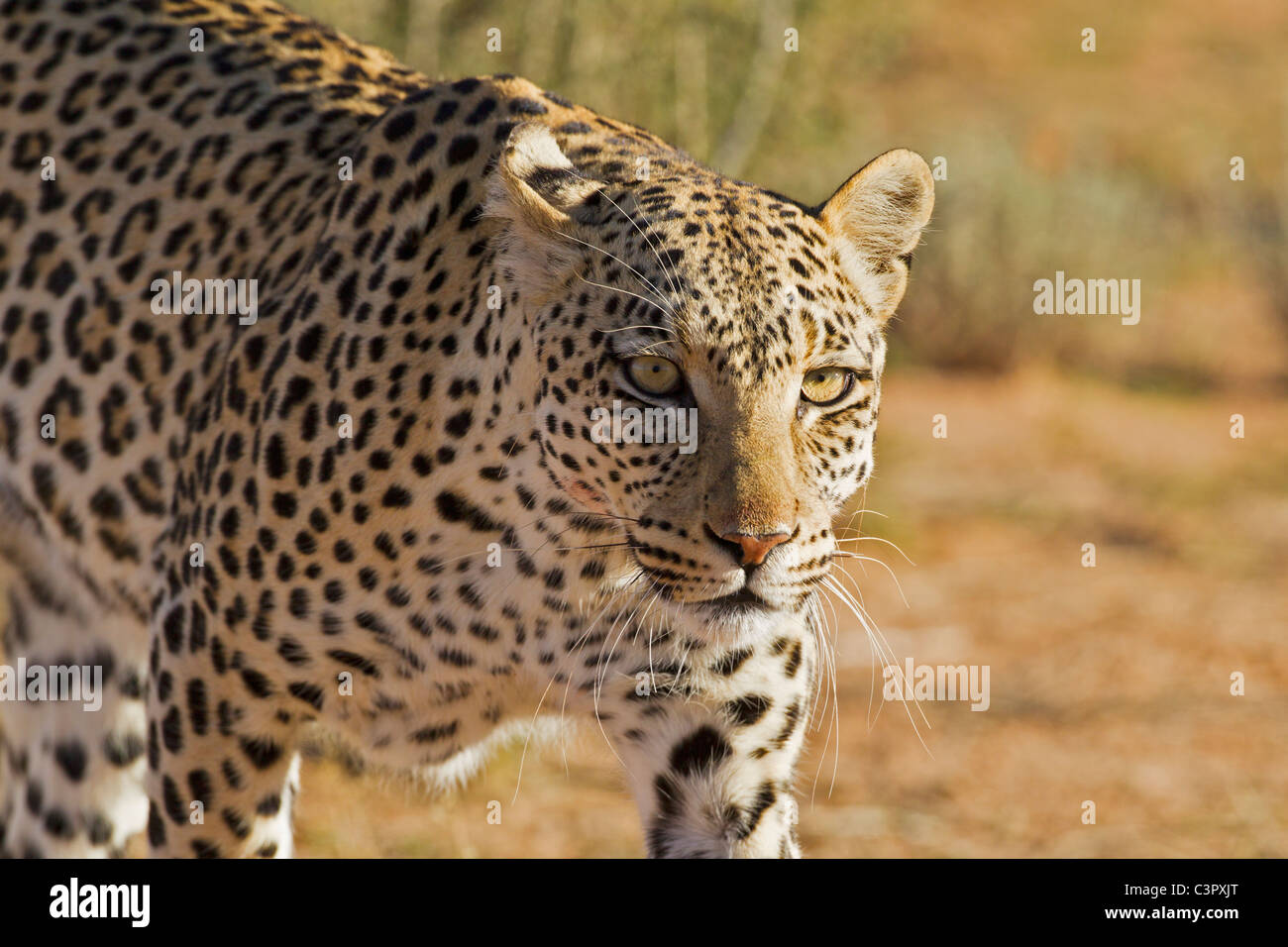 Africa, Botswana, South Africa, Kalahari, Leopard in kgalagadi ...